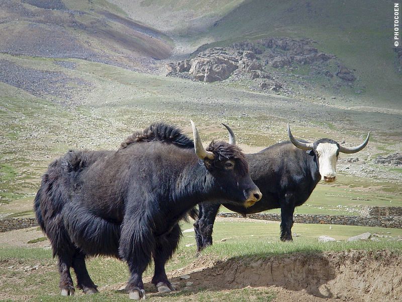 Yak (Cow with a Skirt) Safari in Pakistan ~ Jaho Jalal