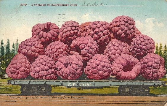 Dying for Chocolate: CHOCOLATE RASPBERRY TART: National Raspberry Tart Day