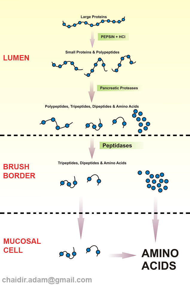 Punk Biology Student Blog: PROTEOLYTIC ENZYMES (ENZIM PROTEOLITIK ...