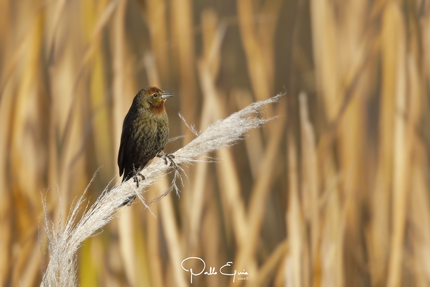 mis fotos de aves: Chrysomus ruficapillus Varillero Congo Chestnut ...