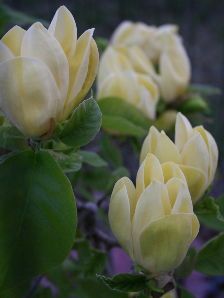 Garden Musings: Magnificent Magnolias