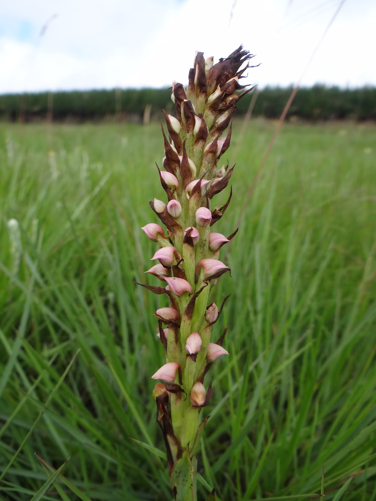 Caerulean Skies: August 2013