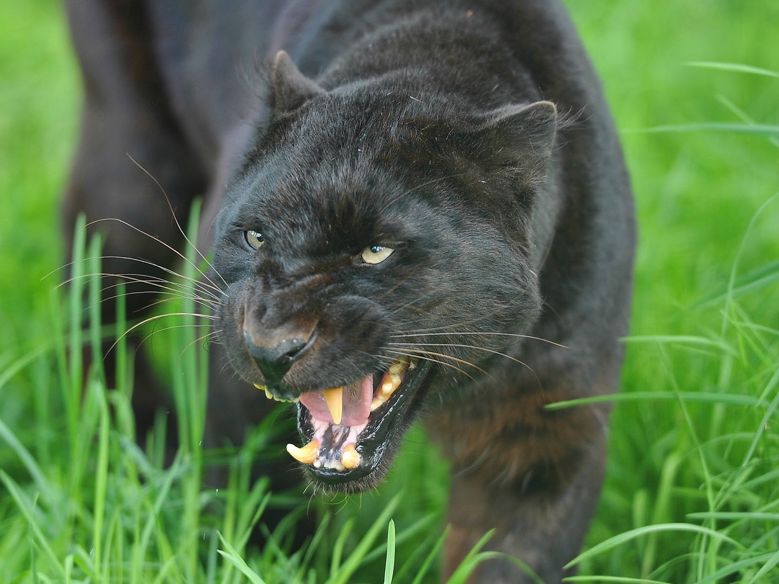Panther - HD Wallpapers | Earth Blog