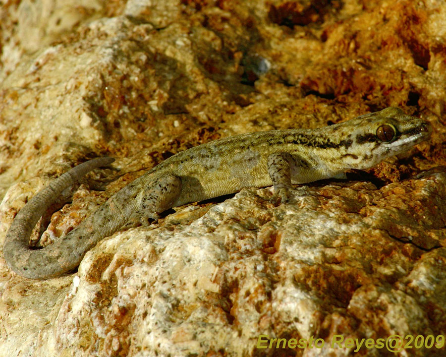 North Shore Nature: Some Cuban lizards