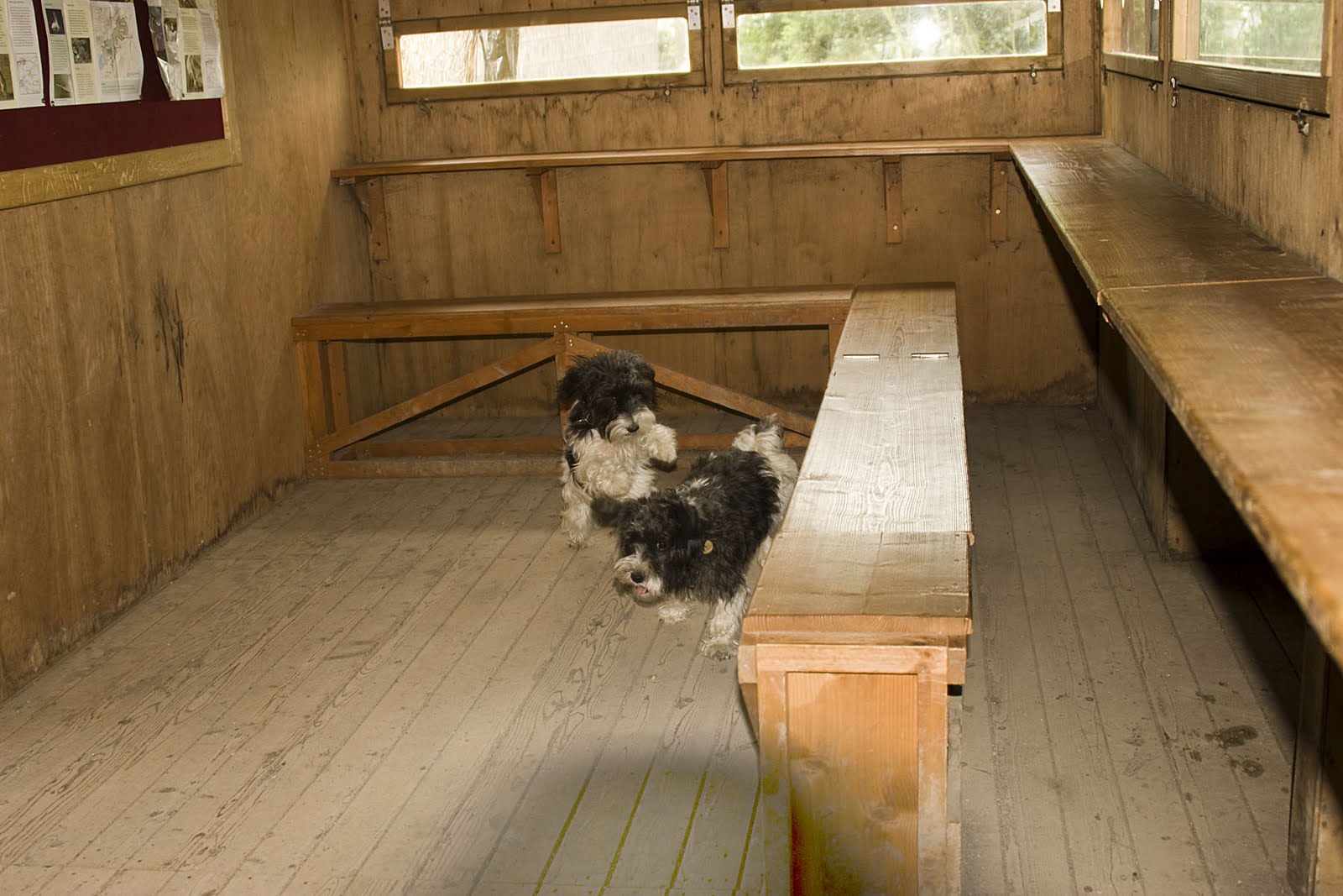 Daisy's Diary: Blean Woods and Stodmarsh and making a noise in a bird hide!