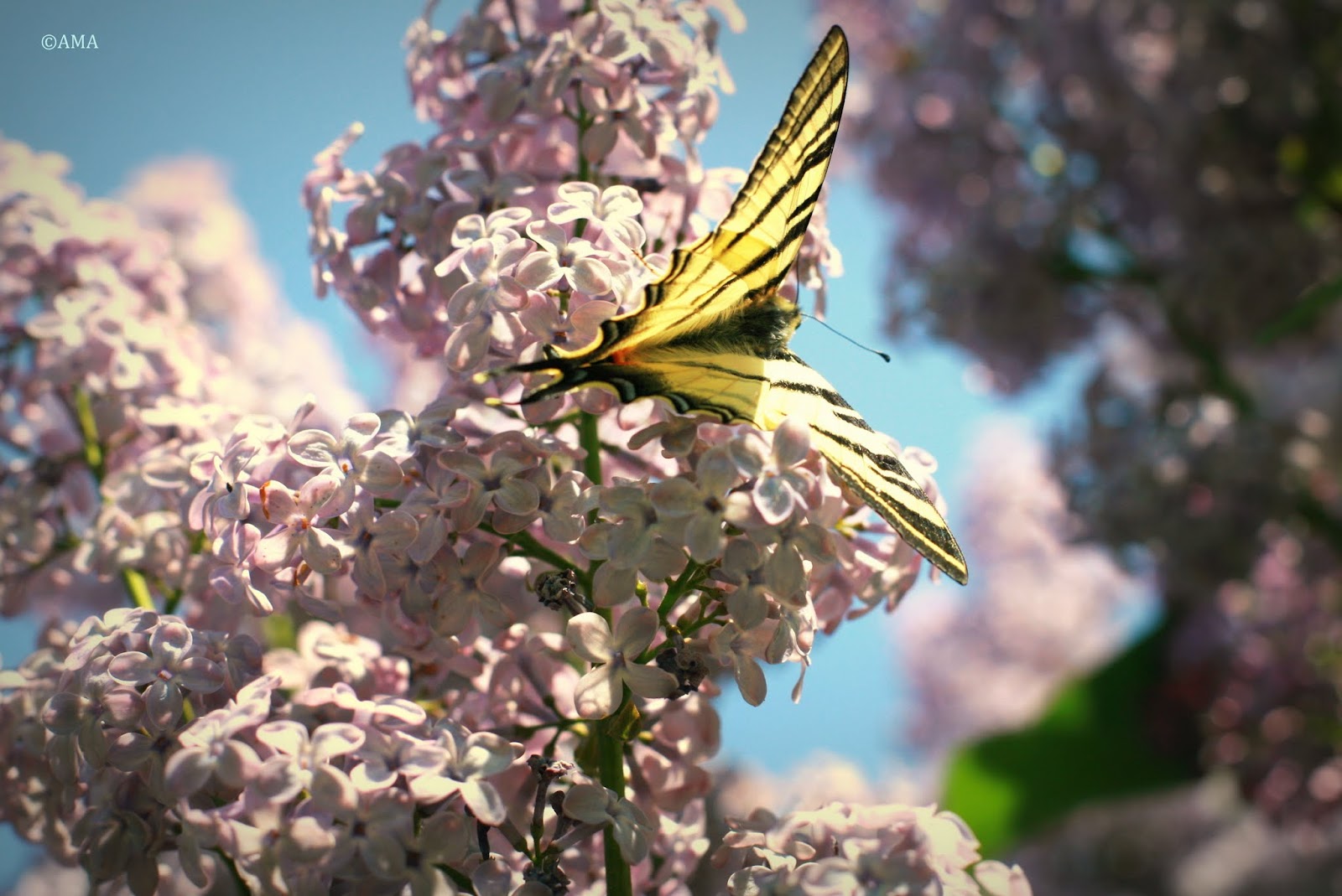 Liliacul - Pastelurile Naturii