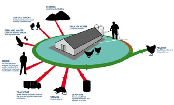 Pentingnya Biosekuriti di Peternakan Ayam Kampung