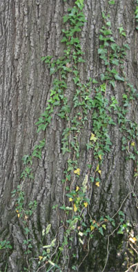 WashingtonGardener: Invasive Species Spotlight: English Ivy