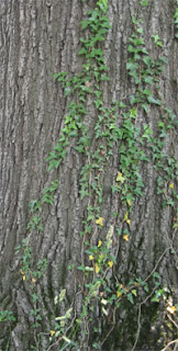 WashingtonGardener: Invasive Species Spotlight: English Ivy