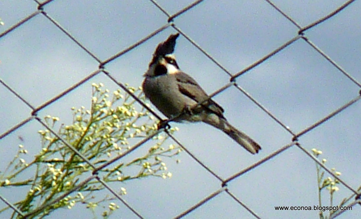 Aves del NOA y algo mas..: Soldadito Común
