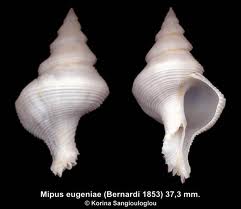 SEZIONE AUREA: Conchiglie