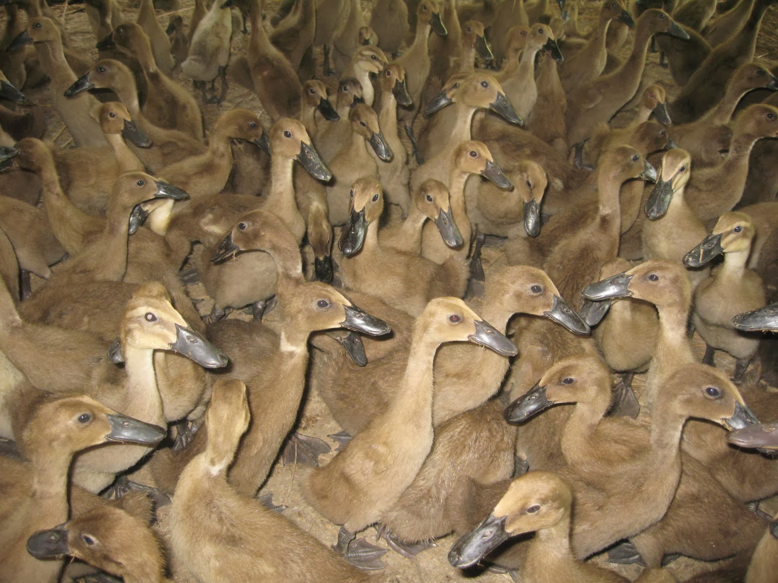 BERITIK BLOG: GAMBAR TERNAK ITIK PETELUR 1