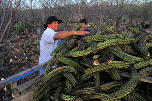 Xique-Xique (Pilocereus gounellei)