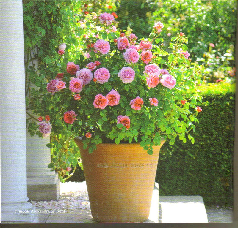 Samplings from Spring Creek: David Austin Roses