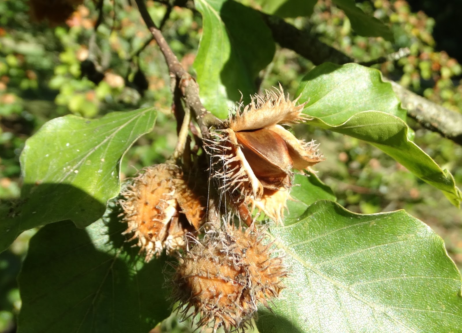 oog voor de natuur: Beukennootje