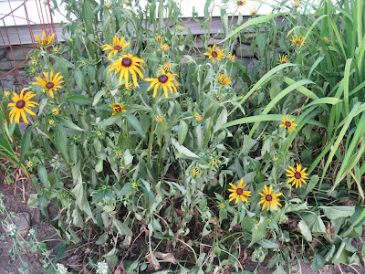 Plants and Stones: Wilted Plants, Wilted Gardeners