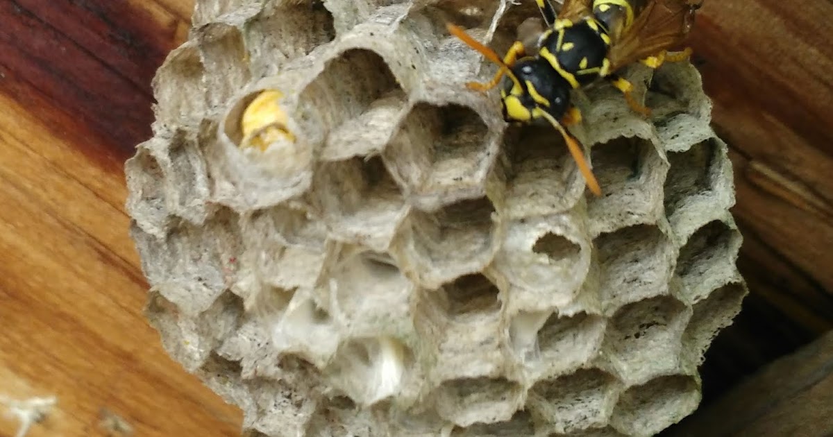 CO-Horts: Colorado's Yellow Stripey Things (Stinging Insects)