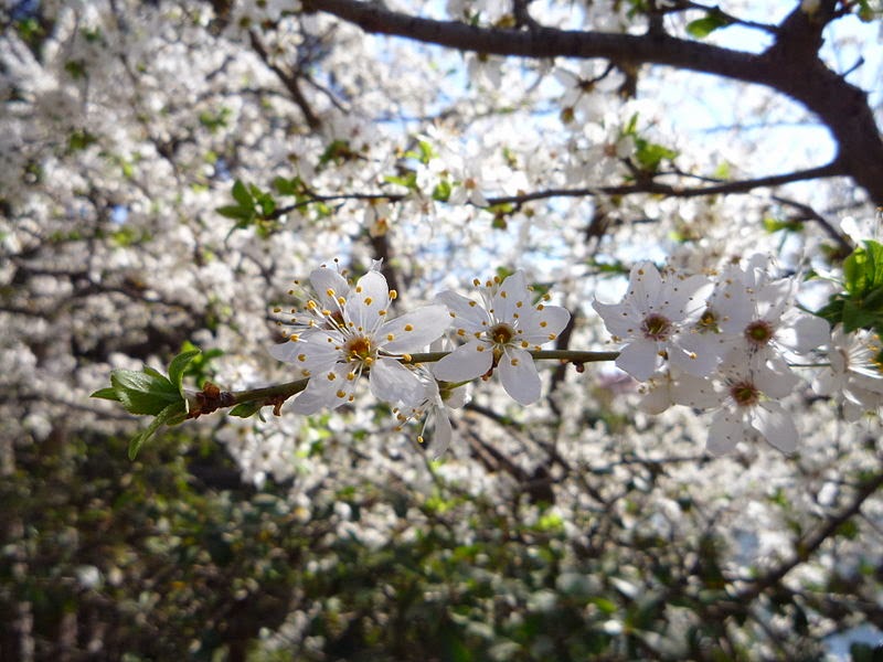 Rainbow: Cherry Blossoms but what a wonder!