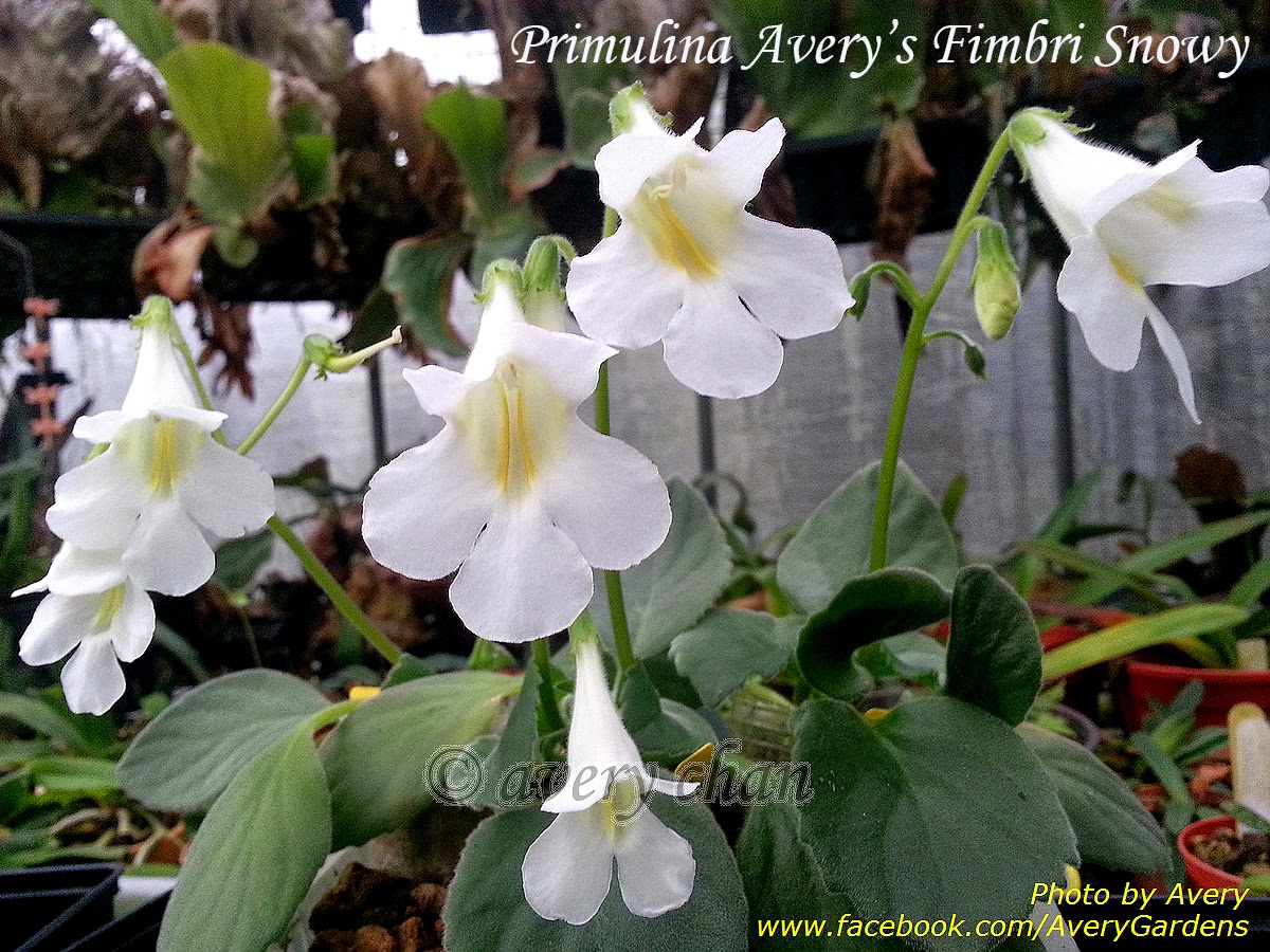 Avery Gardens: My special Primulina ( syn.Chirita ) Clones pending ...