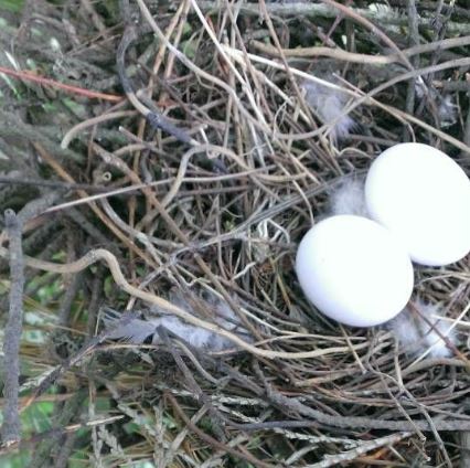 Vogels in de Oranjepolder (en soms ver daarbuiten): Duivennesten