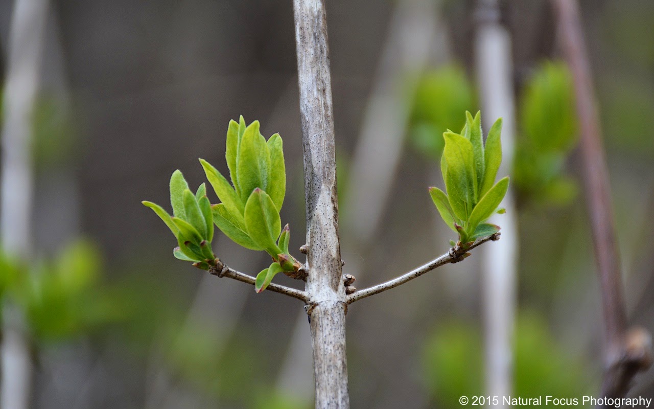 Natural Focus: Nature Photo of the Day: 117: Leaves Sprouting