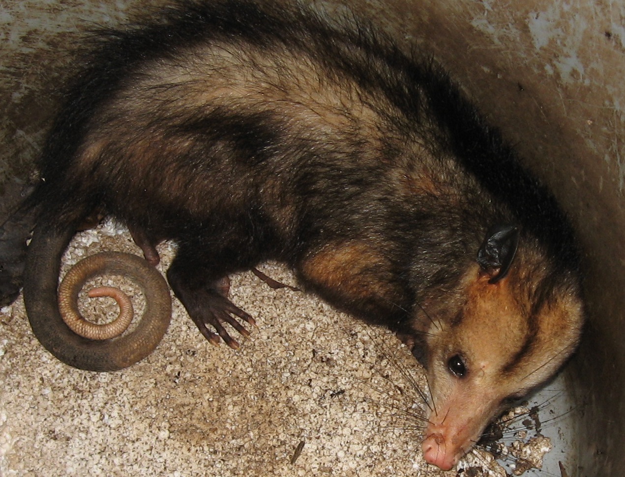 Caliandra do Cerrado: O Gambá no Bioma Cerrado
