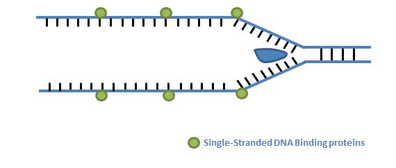 Steps in DNA Replication | Science Decoder