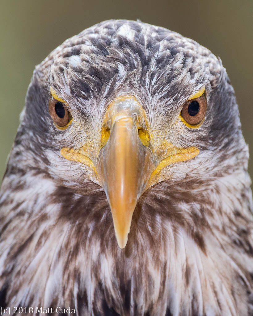 What is a Sharp Wildlife Image? | Matt Cuda Nature Photography Blog