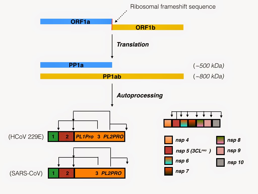 Virology tidbits: MERS-CoV derived proteases: a potential antiviral target?