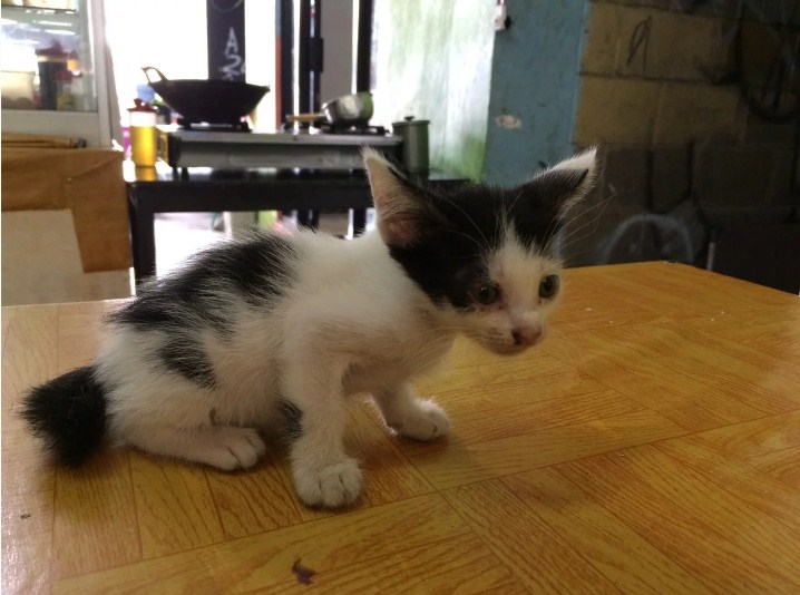 [DESA KUCING] Adopsi Kucing Gratis