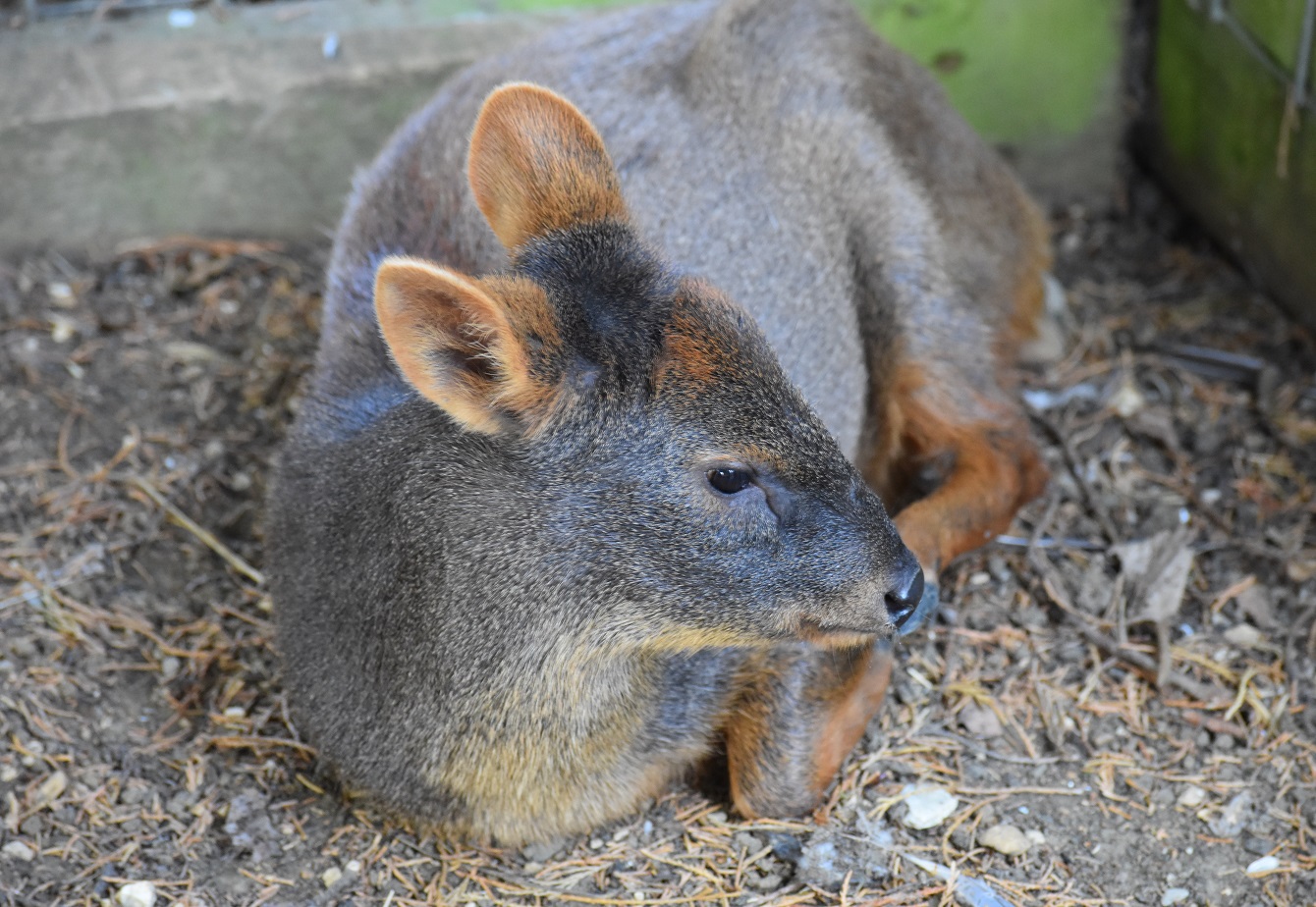 ZOOTOGRAFIANDO (6.100 ANIMALS): PUDÚ / SOUTHERN PUDU (Pudu puda)