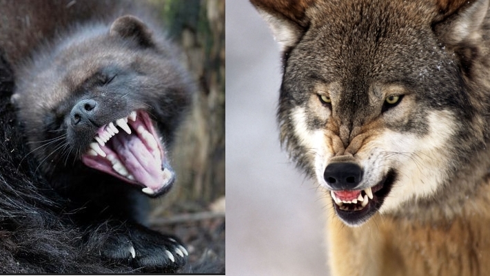 White Wolf : Tense Moment A Wolverine And Wolves Are Spotted In Epic ...