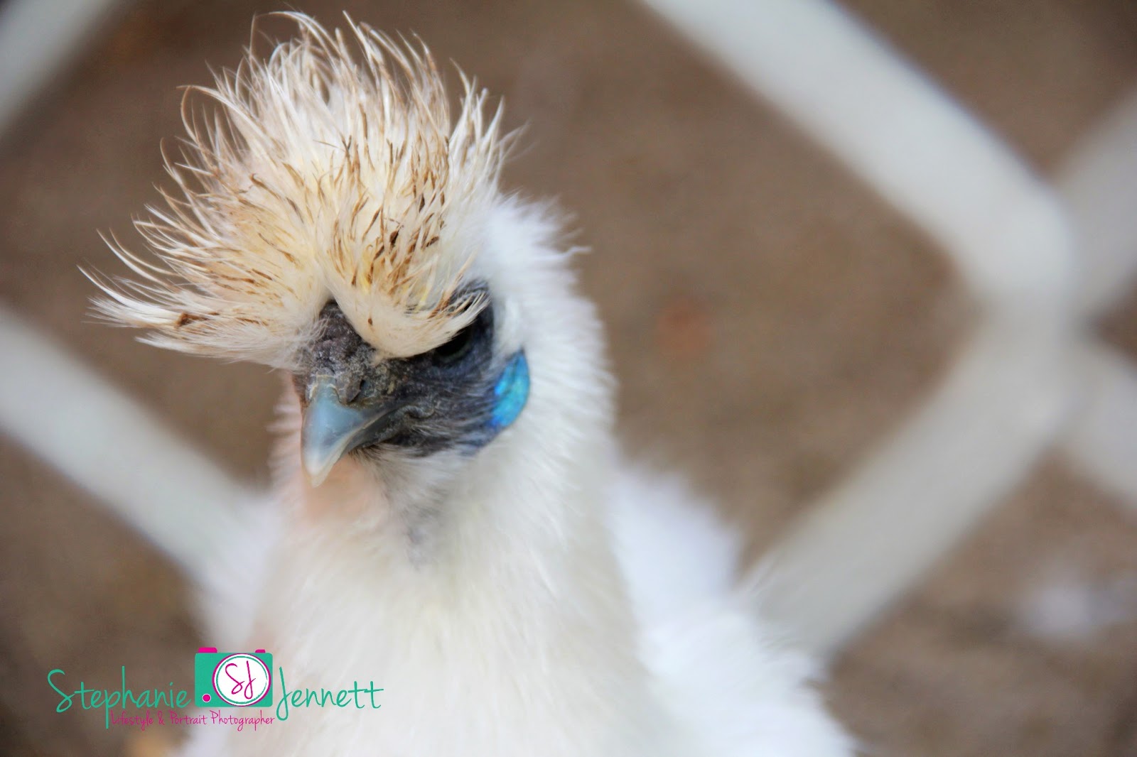 Stephanie Jennett Photography