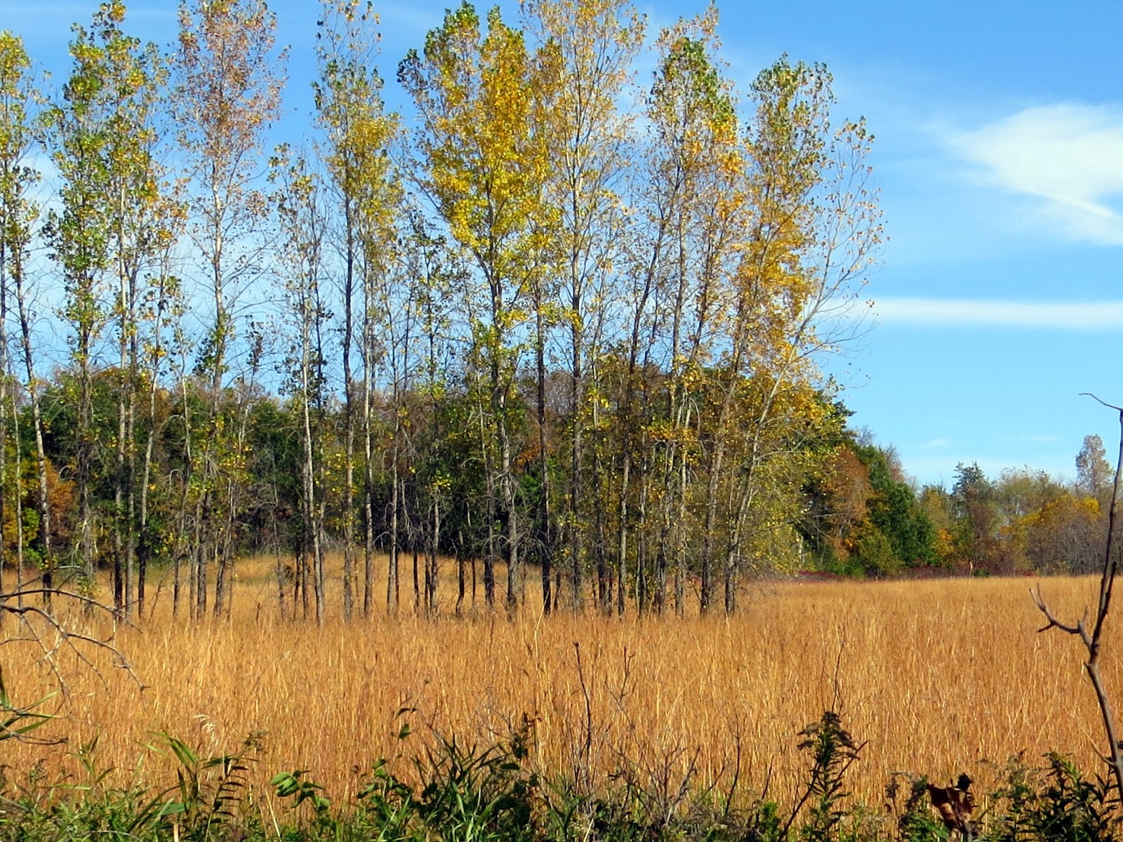 Penelopedia: Nature and Garden in Southern Minnesota: Exploring River ...