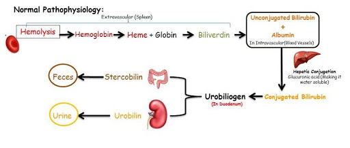 Jaundice & Its Pathophysiology