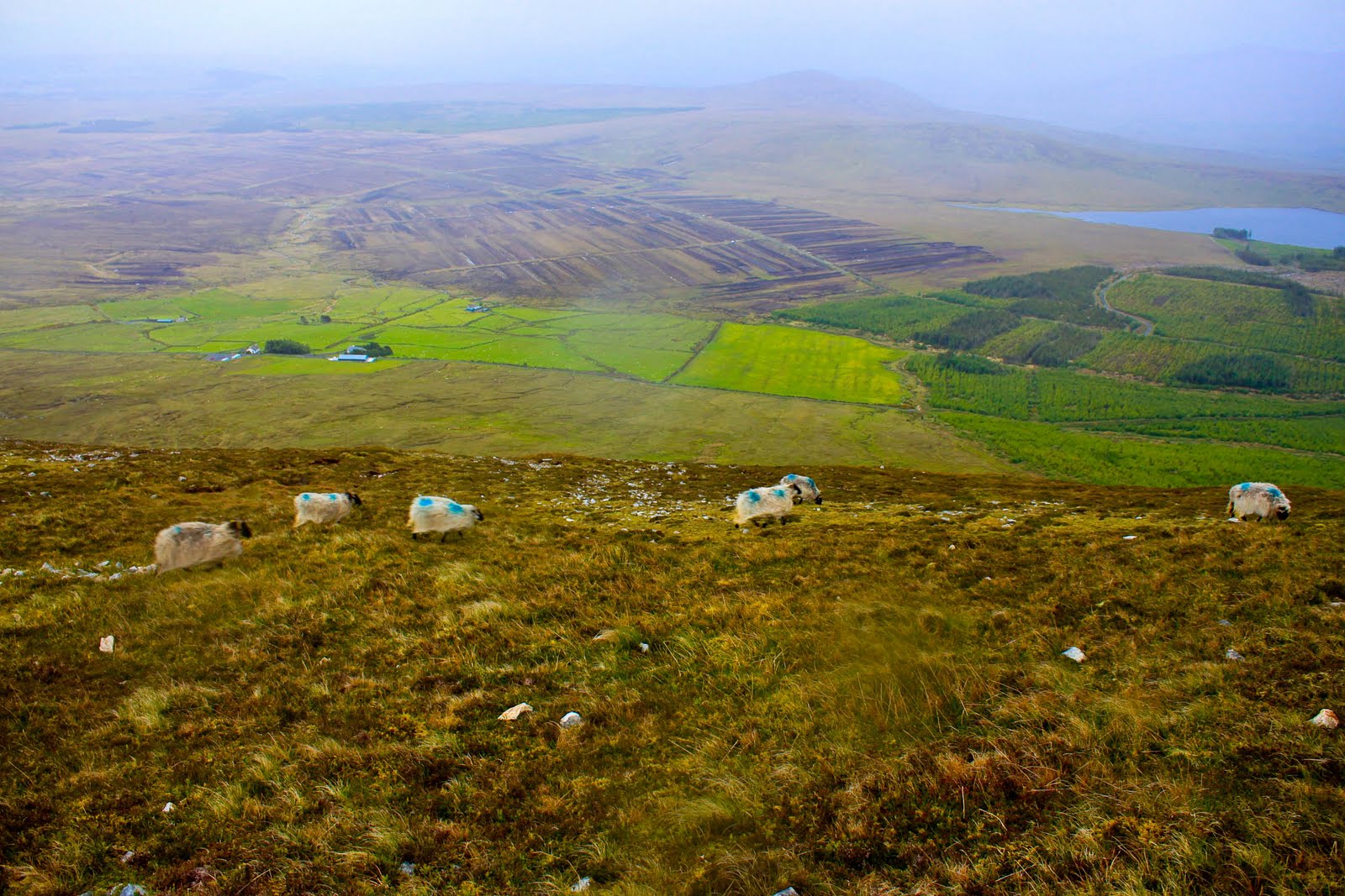 Life in Cork!: Mt. Croagh Patrick