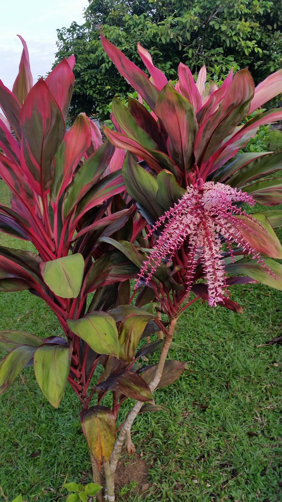 Warisan Petani: WW 53: Bunga Pokok Jenjuang Merah