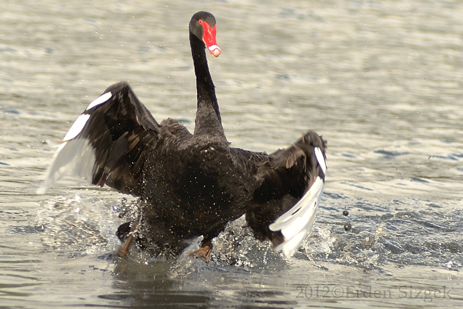 erden sizgek photography: How Scary is Black Swan?