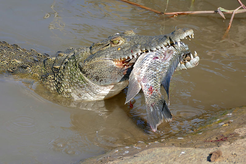 Lake Turkana – Kenya