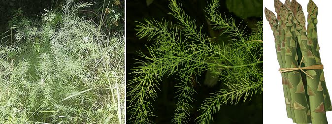 Herba & Tumbuhan: ASPARAGUS DAN KESIHATAN