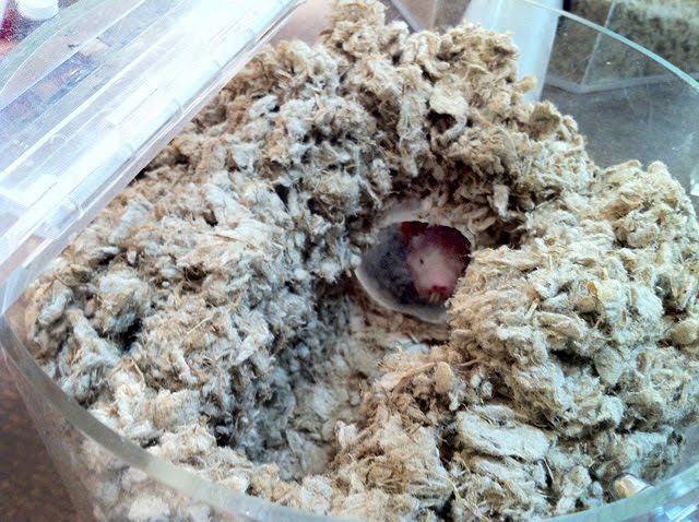 Pacific Science Center Life Sciences: Kickin’ with the Naked Mole Rats
