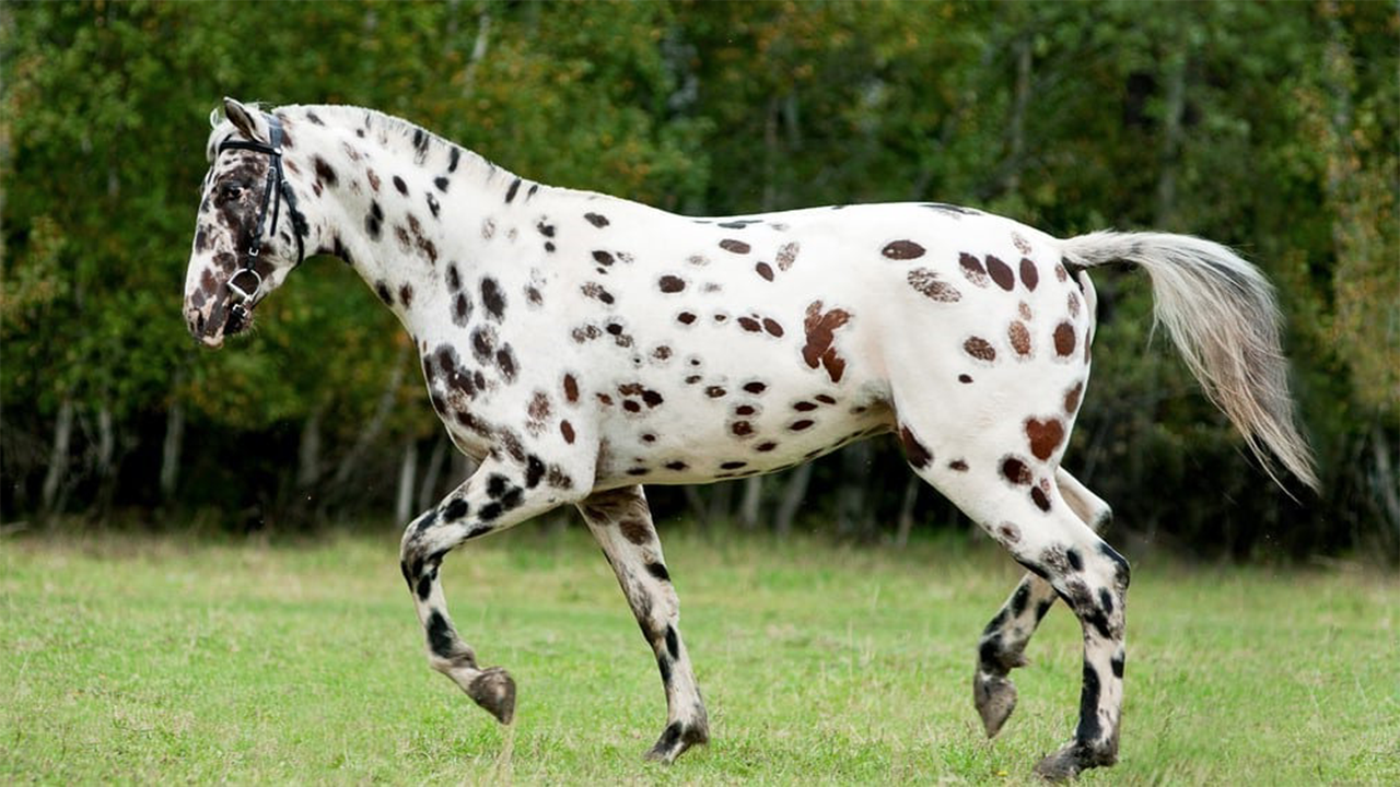 10 gefleckte Pferderassen
