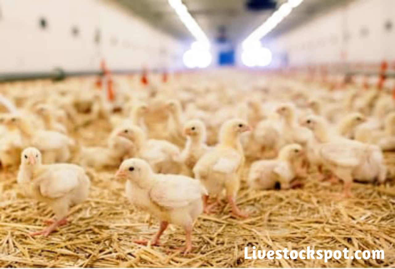 Best Guide On How To Start A Lucrative Poultry Farming Business ...