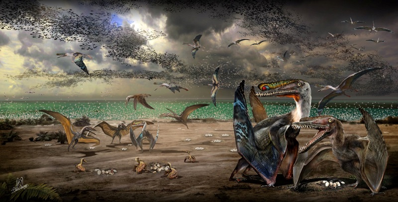 a mesozoic field guide: The Pterosaurs