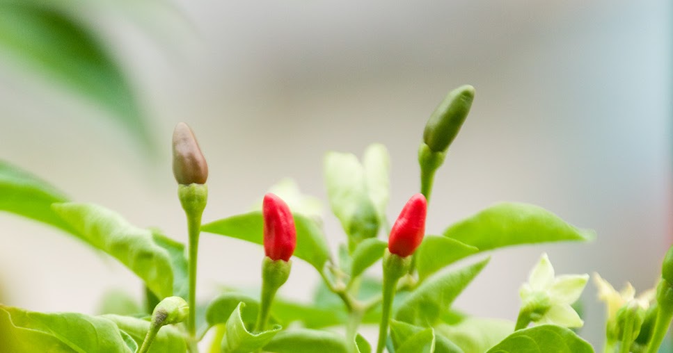 Thekkady Kanthari and Polycotyledon seedling - Half a pound of treacle
