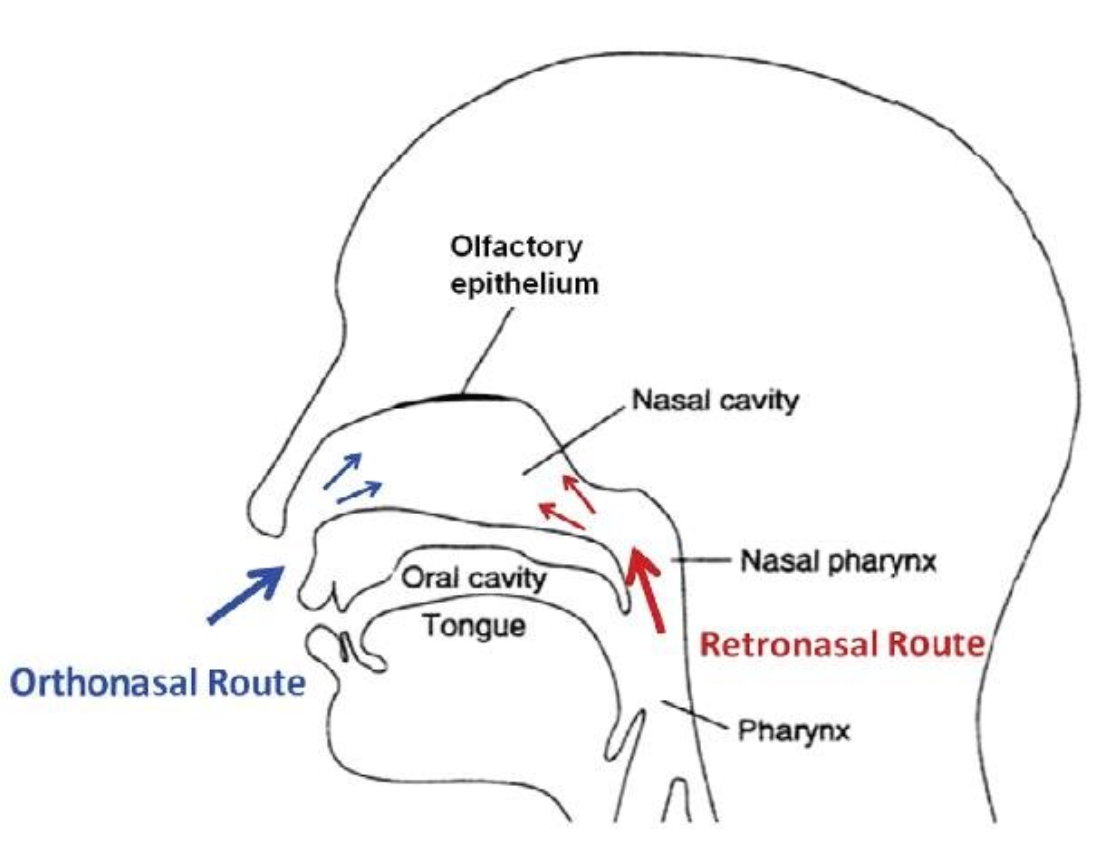 Scents, Smells and Aromatherapy