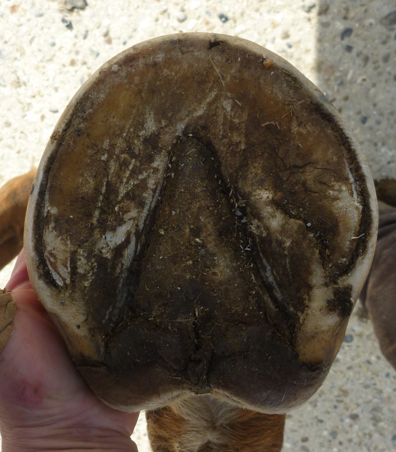 Barefoot Horse Blog: Hoof shape and shoes