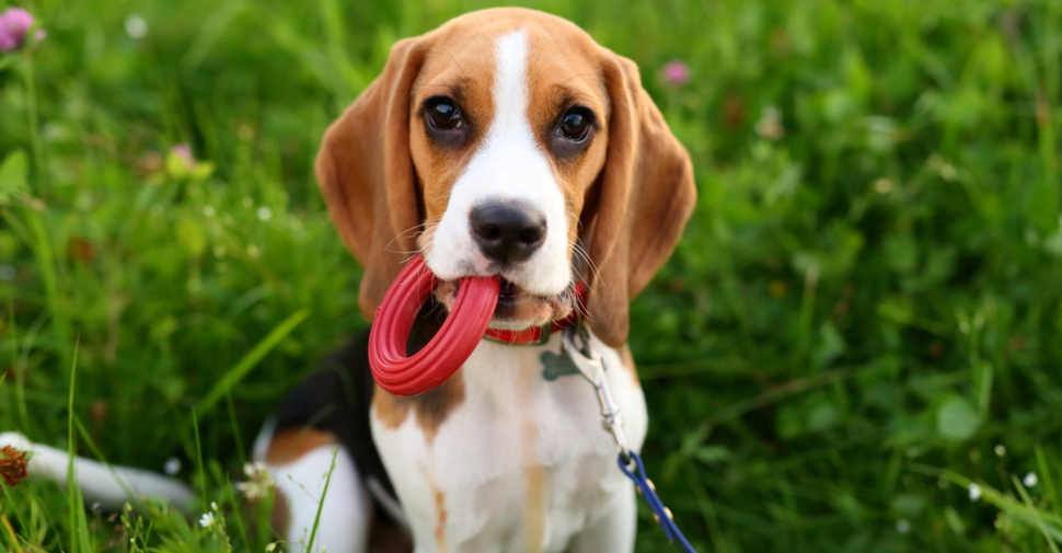 TOP 5: TOP 5 CUTEST DOGS BREEDS YOU MUST HAVE