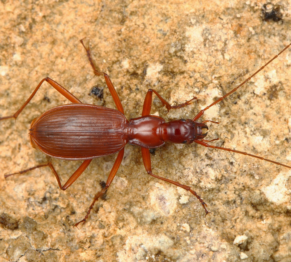 Species New to Science: [Entomology • 2020] New Species and New Record ...