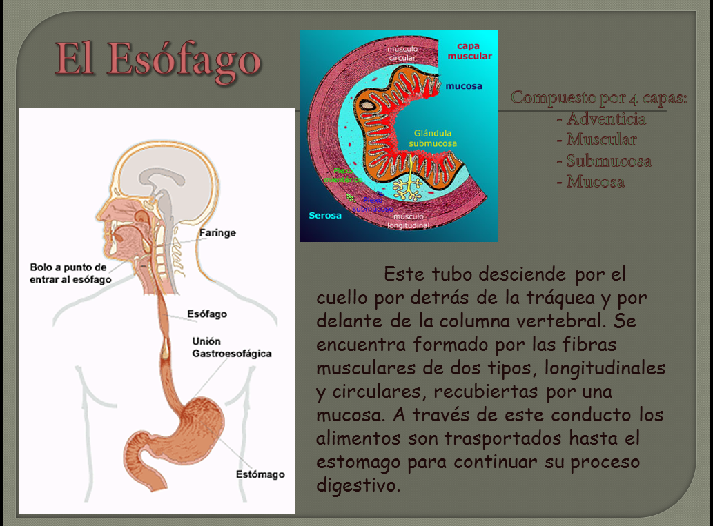 Fisiologia Medica : Sistema Digestivo